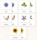 Phonetic Montessori Cards: Challenging Phonetic Words with Mixed ...