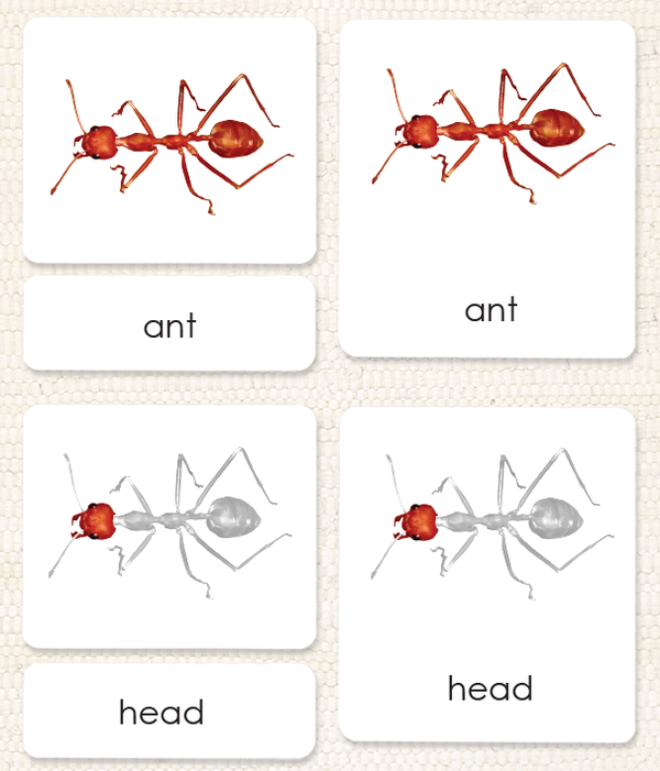 Montessori "Parts of" the Ant Reading Classification Cards
