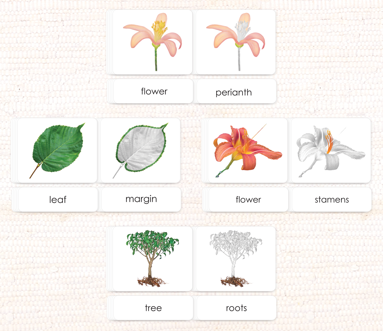 Montessori Botany Anatomy Set