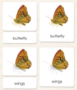Parts of the Butterfly Book & Card Set