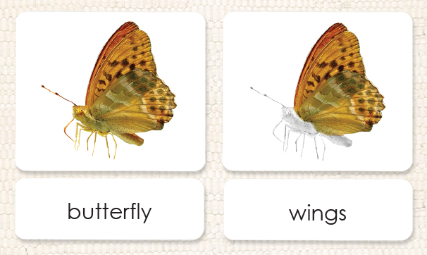 Montessori "Parts of" the Butterfly Reading Classification Cards