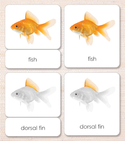 Montessori Fish Definition Cards – Maitri Learning
