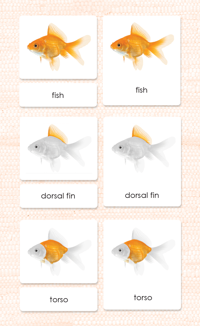 Montessori "Parts of" the Fish Reading Classification Cards – Maitri ...