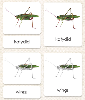 Montessori "Parts of" the Katydid Reading Classification Cards