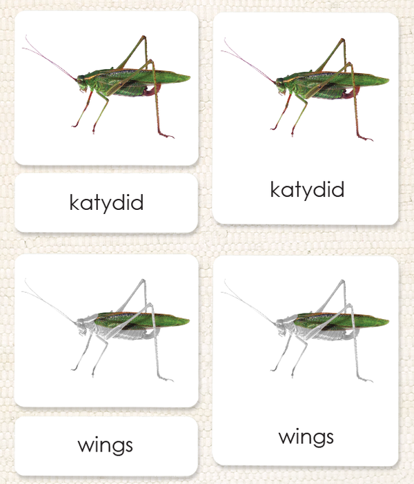 Montessori "Parts of" the Katydid Reading Classification Cards