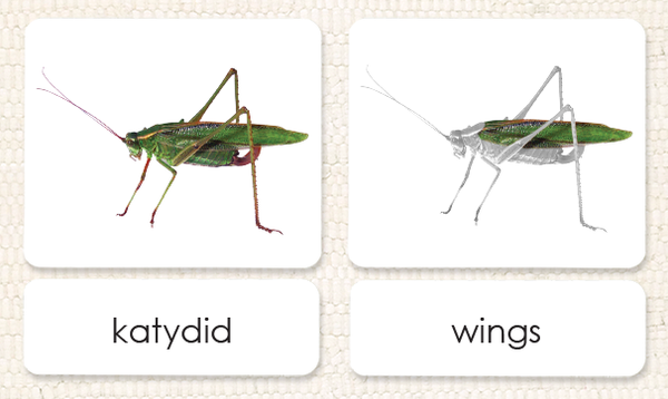Montessori "Parts of" the Katydid Reading Classification Cards
