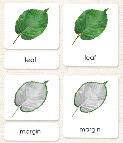Parts of the Leaf Book & Card Set – Maitri Learning