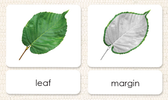 Montessori "Parts of" the Leaf Reading Classification Cards
