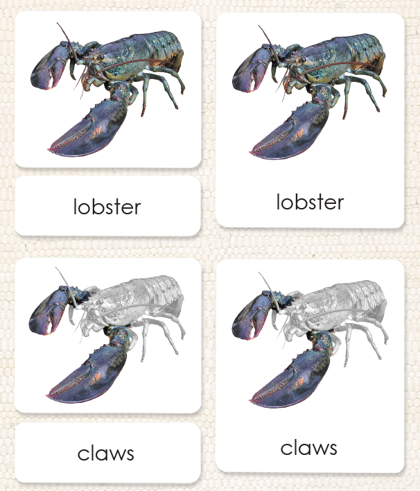 Montessori "Parts of" the Lobster Reading Classification Cards