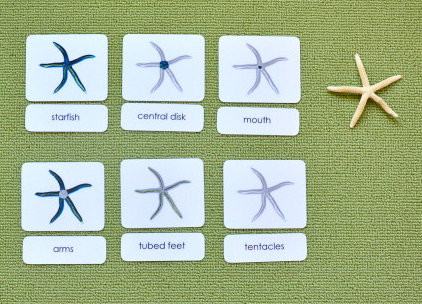 Montessori "Parts of" the Starfish Reading Classification Cards ...