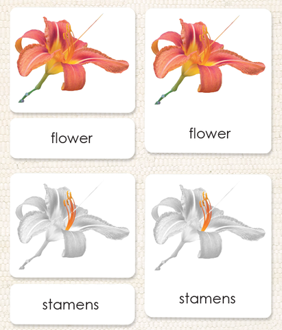 Montessori "Parts of" the Flower Reading Classification Cards – Maitri ...