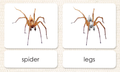Montessori "Parts of" the Spider Reading Classification Cards