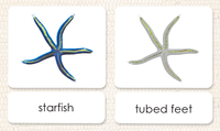 Parts of the Sea Star (Starfish) 3-Part Reading