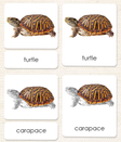 Parts of the Turtle Book & Card Set