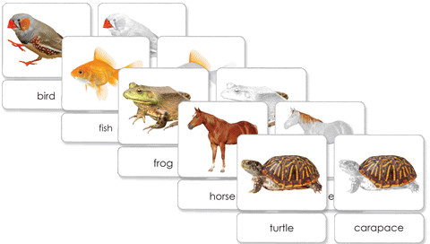 Montessori Zoology: Complete Set – Maitri Learning