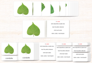 Leaf Shapes Book & Card Set