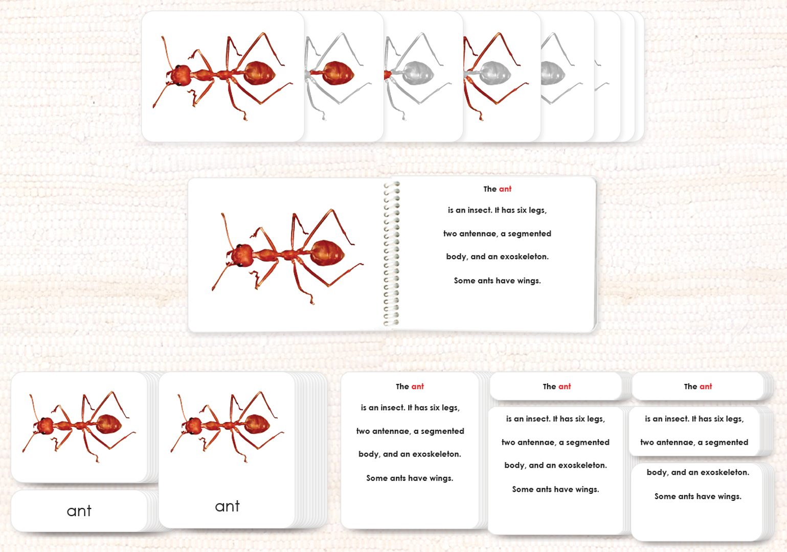 Parts of the Ant Book & Card Set
