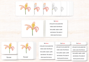 Parts of the Flower (Dicot) Book & Card Set