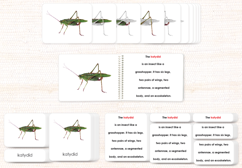 Parts of the Katydid Book & Card Set – Maitri Learning