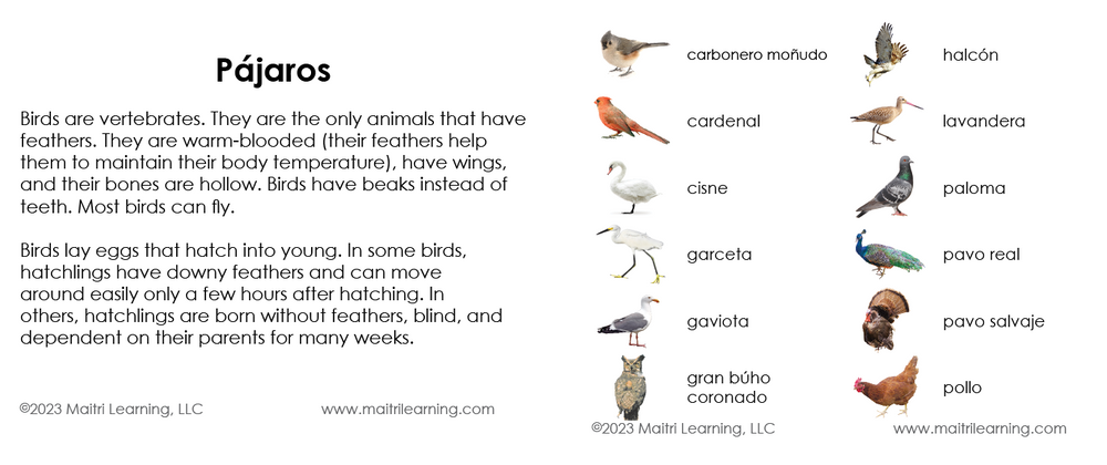 Bird Montessori Zoology Cards
