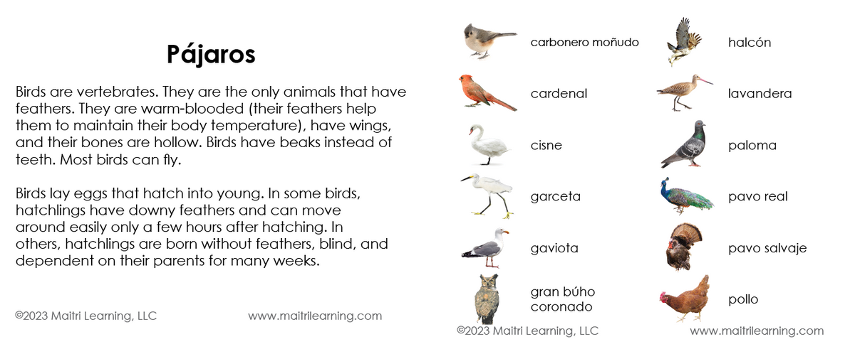 Bird Montessori Zoology Cards