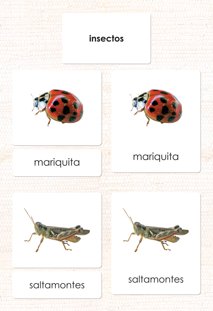 Insects Montessori Zoology Cards – Maitri Learning