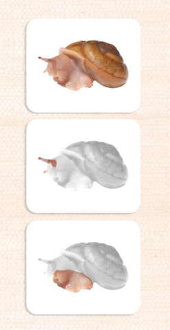 Montessori Snail Definition Cards – Maitri Learning