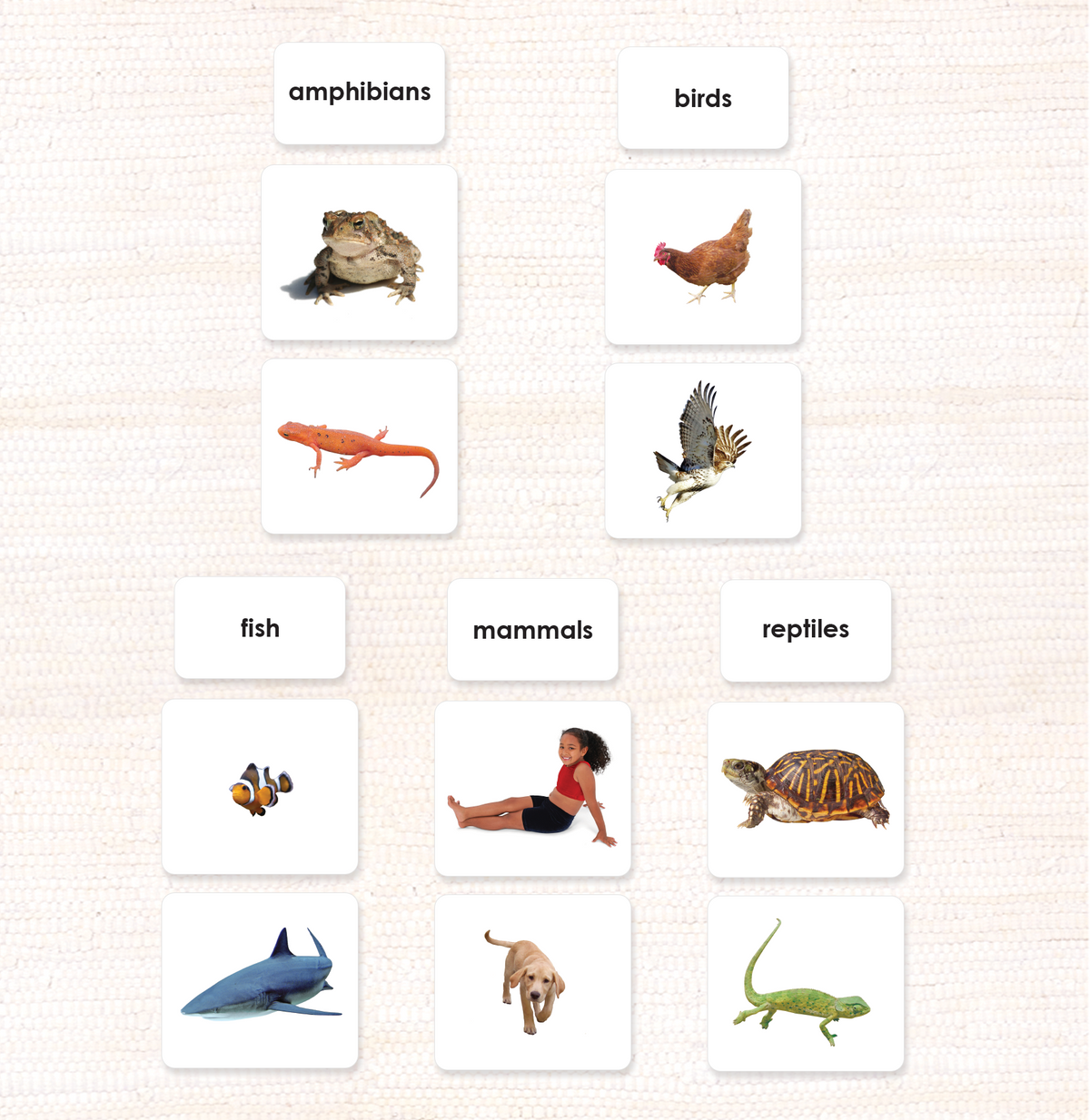 Vertebrate Classes Sorting