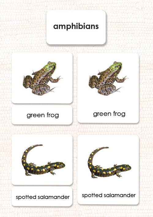Amphibian Montessori Zoology Cards