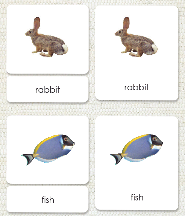 Animal Kingdom Montessori Zoology Cards – Maitri Learning