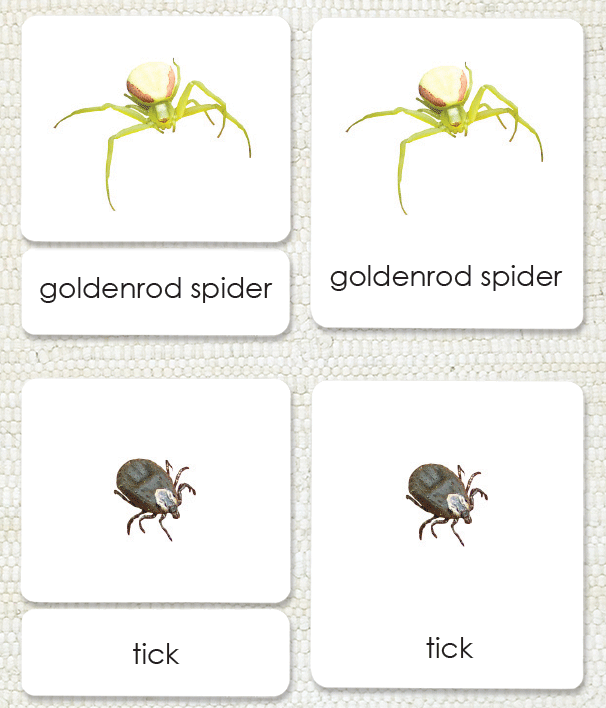 Montessori Spider Definition Cards – Maitri Learning