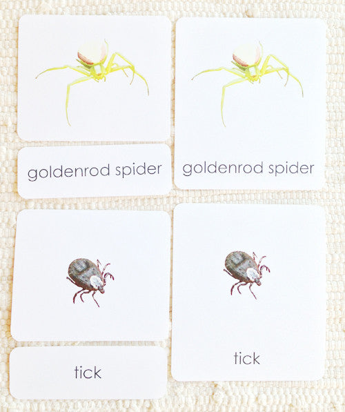 Montessori "Parts of" the Spider Reading Classification Cards – Maitri ...