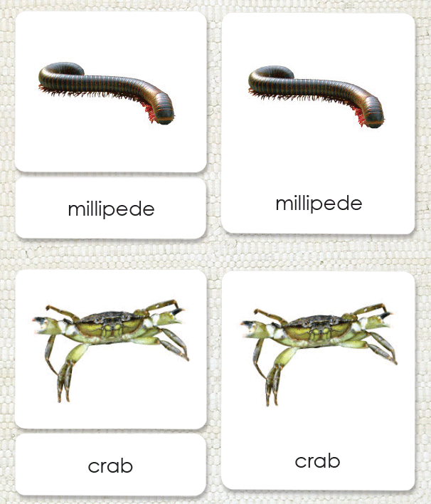 Invertebrates Montessori Zoology Cards – Maitri Learning