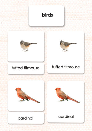 Bird Montessori Zoology Cards
