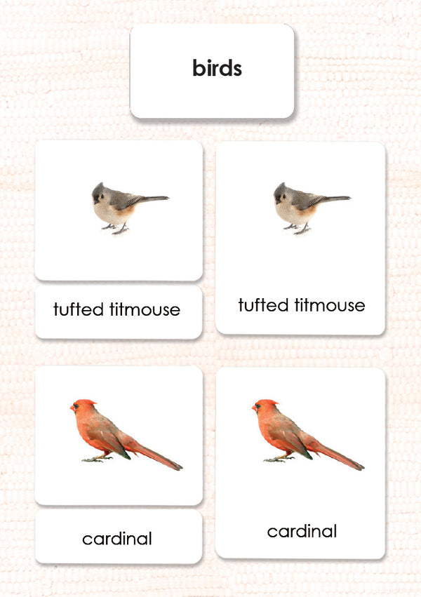 Bird Montessori Zoology Cards