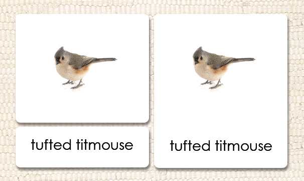 Bird Montessori Zoology Cards – Maitri Learning