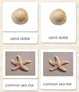 Echinoderms Montessori Zoology Cards