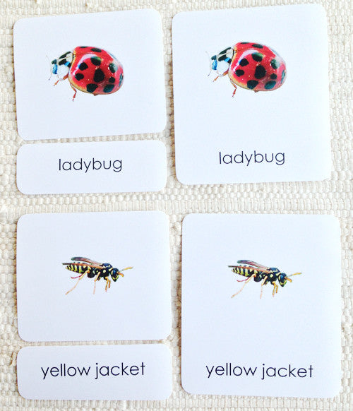 Insects Montessori Zoology Cards – Maitri Learning