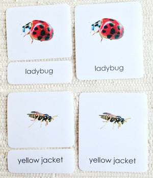 Insects Montessori Zoology Cards