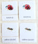 Insects Montessori Zoology Cards