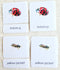 Insects Montessori Zoology Cards