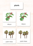 Plant Kingdom Montessori Zoology Cards