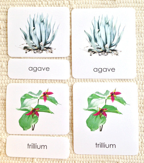Fungi Kingdom Montessori Zoology Cards – Maitri Learning