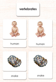 Vertebrates Montessori Zoology Cards
