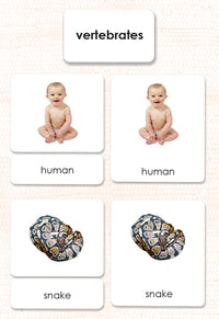 Vertebrates Montessori Zoology Cards